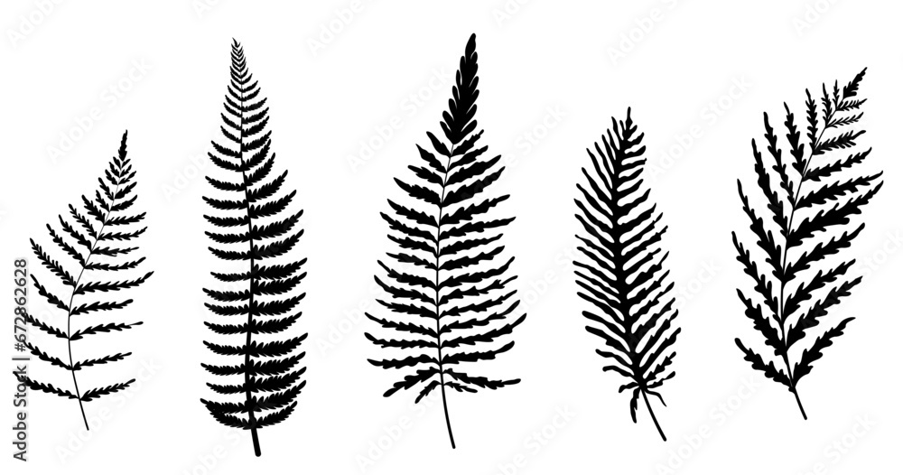 hand drawn fern illustration. Vector stock illustration . Isolated on a ...