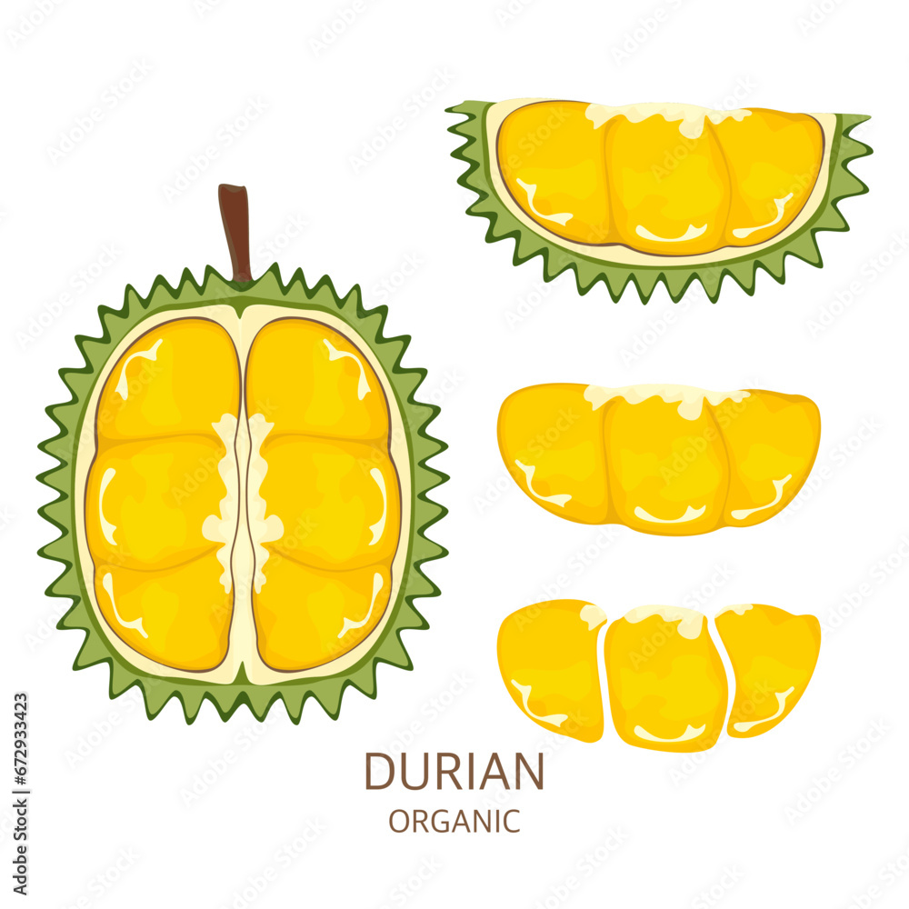 Durian fruit illustration, yellow, peeled, halved, isolated durian on a ...