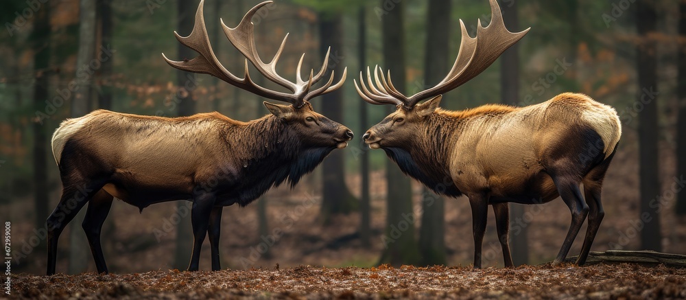 Two enormous male elk assessing each other in preparation for a ...