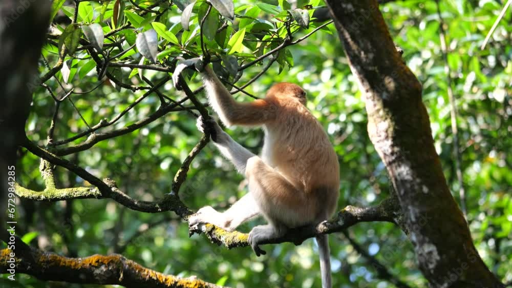 proboscis monkey (Nasalis larvatus) is sitting on a tree. Proboscis ...