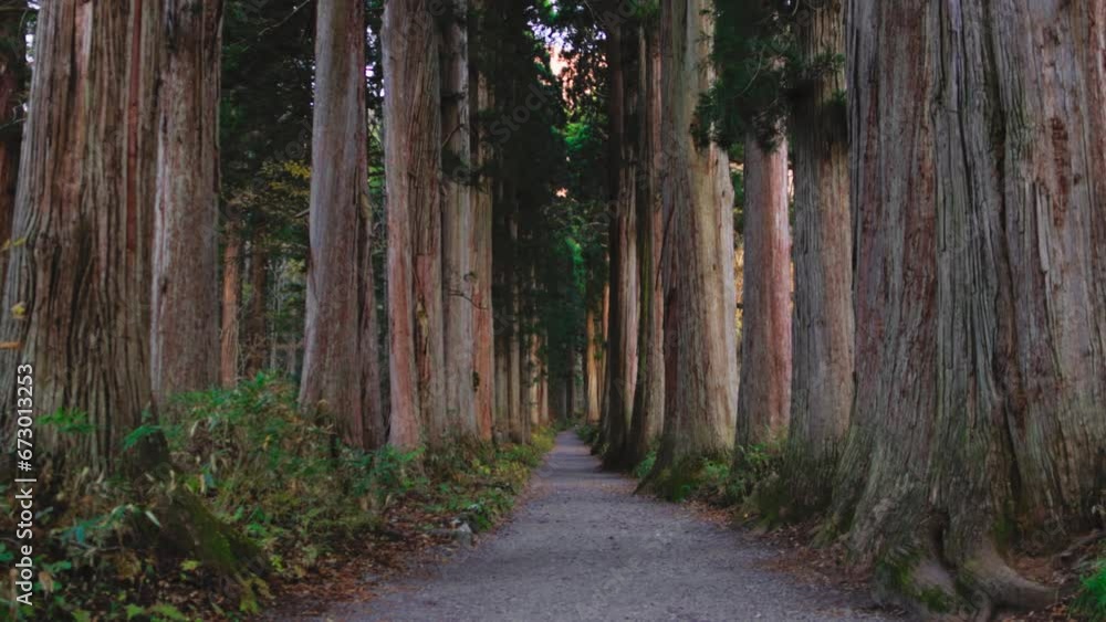 Walking along a path of giant Japanese Cedar Trees, Japanese sacred ...