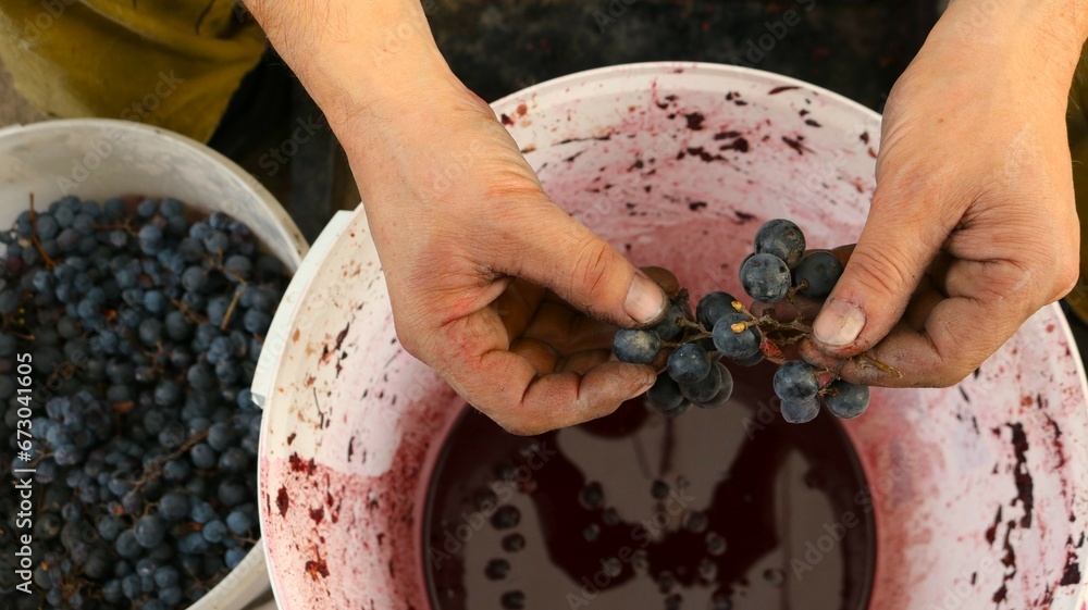male hands picking berries of ripe purple grapes over a white plastic ...