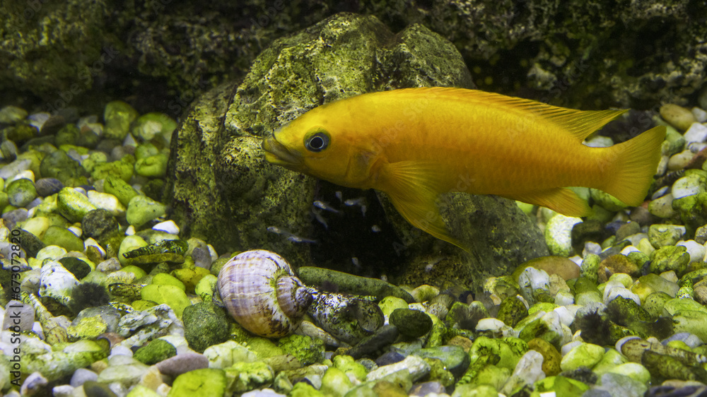 Neolamprologus leleupi (lemon cichlid) is a species of cichlid endemic ...