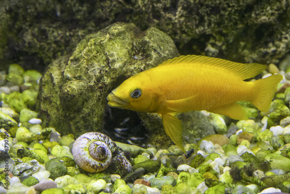 Neolamprologus leleupi (lemon cichlid) is a species of cichlid endemic ...