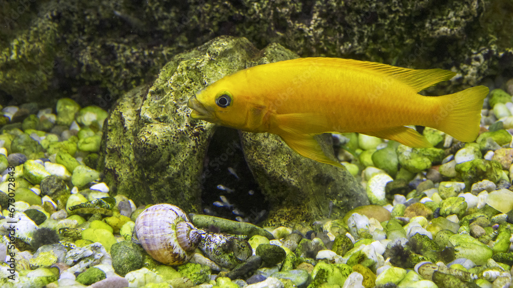 Neolamprologus leleupi (lemon cichlid) is a species of cichlid endemic ...