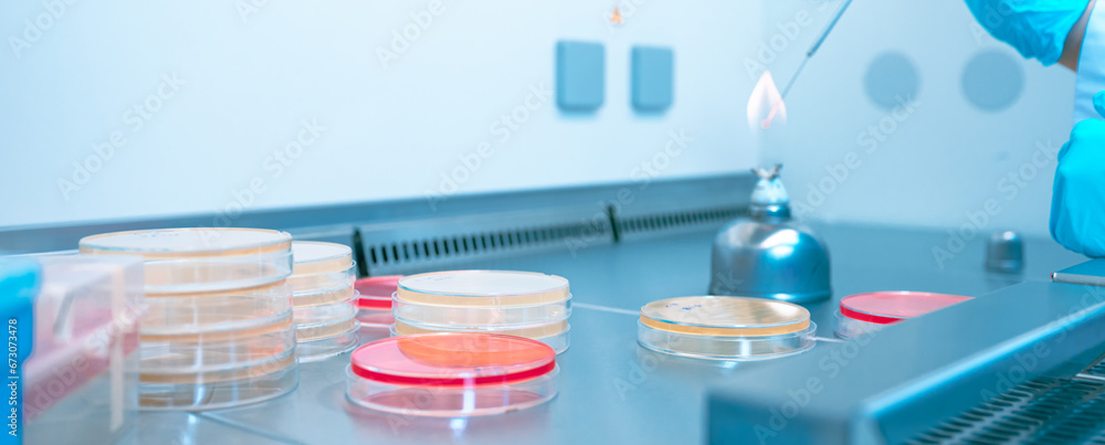 Microbiological inoculation loop being sterilized in flame of alcohol ...