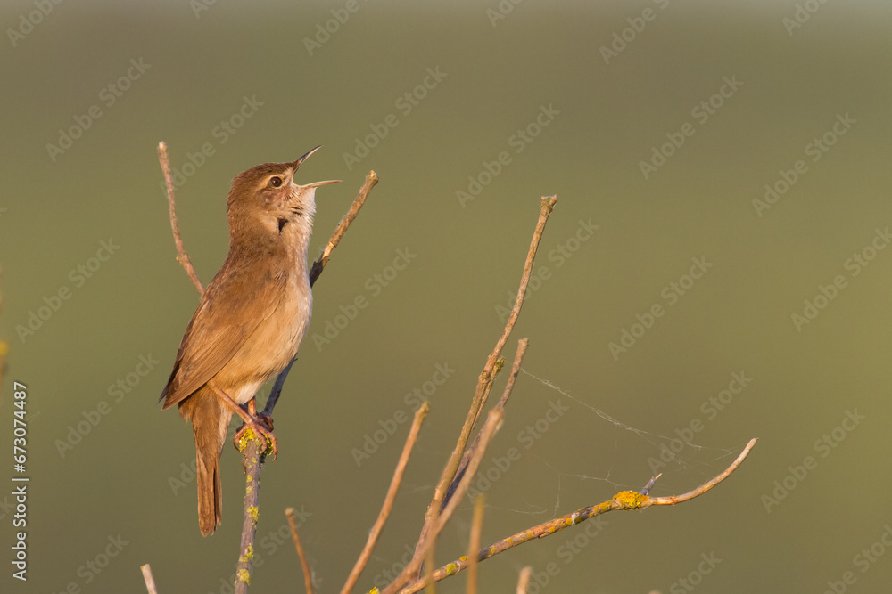 Bird Savi's warbler singing on a reed stalk. Song bird in the nature ...