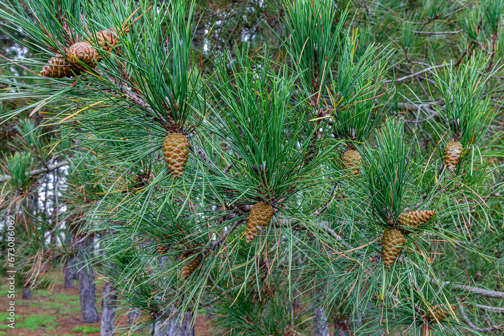 Pinus nigra. Detail of the cones and needles of the black pine. Stock ...