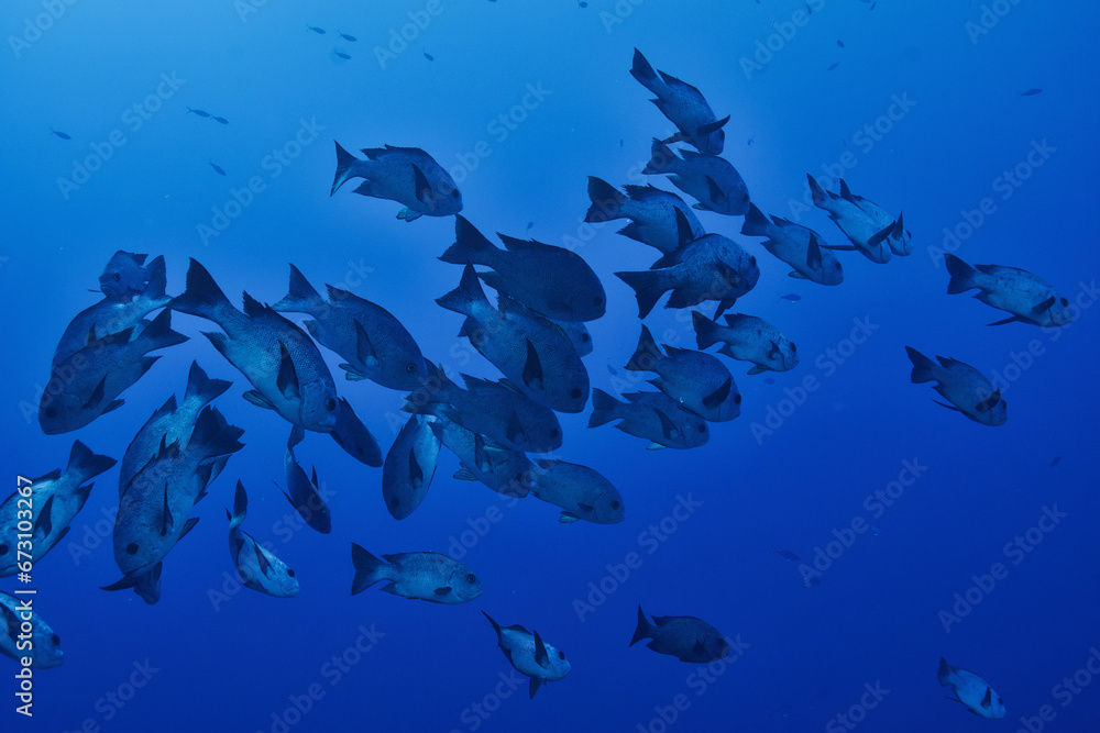 Black Snapper - Schwarzer Schnapper - Red Sea - Rotes Meer - Fisch ...