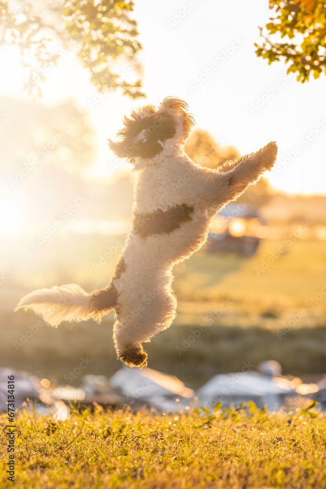 Beautiful Labradoodle dog with spots in beautiful morning sunrise light ...