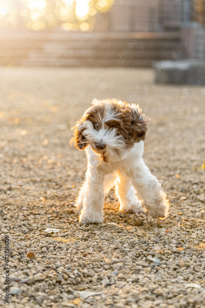 Beautiful Labradoodle dog with spots in beautiful morning sunrise light ...