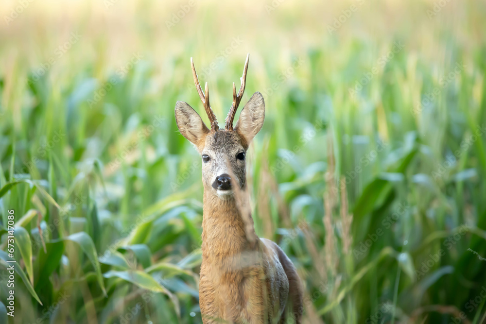 Sarna europejska (Capreolus capreolus) kozioł Stock Photo | Adobe Stock