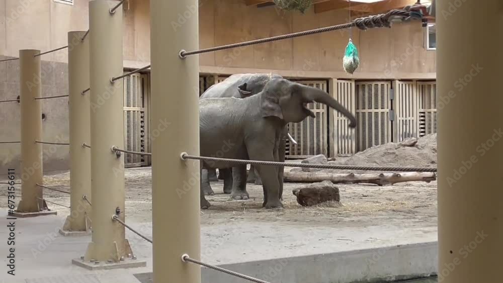 Discover majestic elephants in Africa and Asia. Learn about these ...