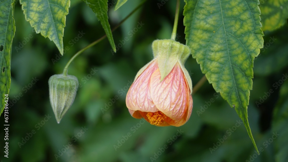 flowers of Callianthe striata also known as Flowering maple. Stock ...