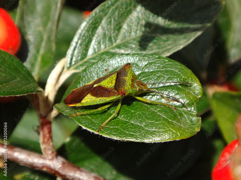 Hawthorn shield bug (Acanthosoma haemorrhoidale) basking on a ...