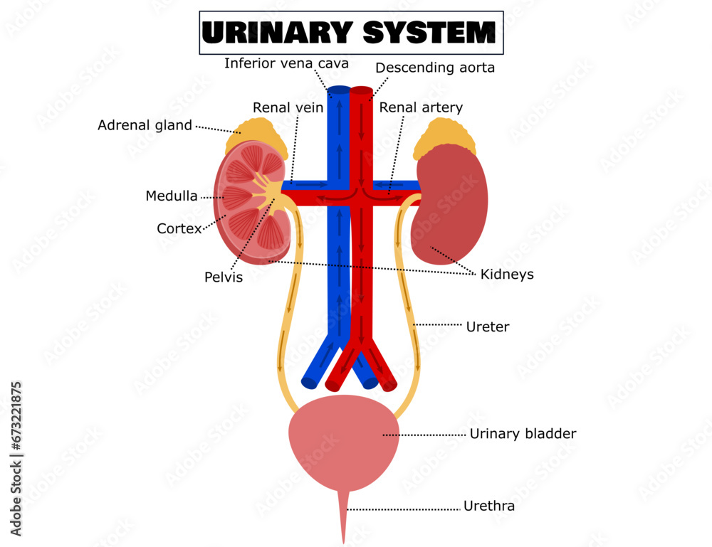 Anatomy of urinary system.Excretory system.Human body.Medical education ...