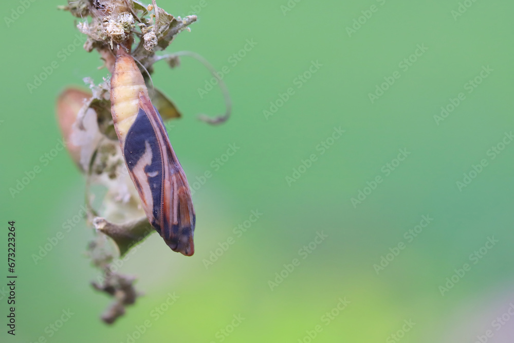 Pupa of the box tree moth - Cydalima perspectalis in nature. It is an ...