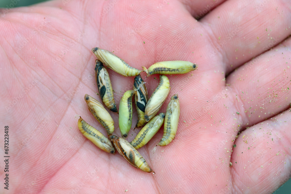 Pupa of the box tree moth - Cydalima perspectalis in nature. It is an ...
