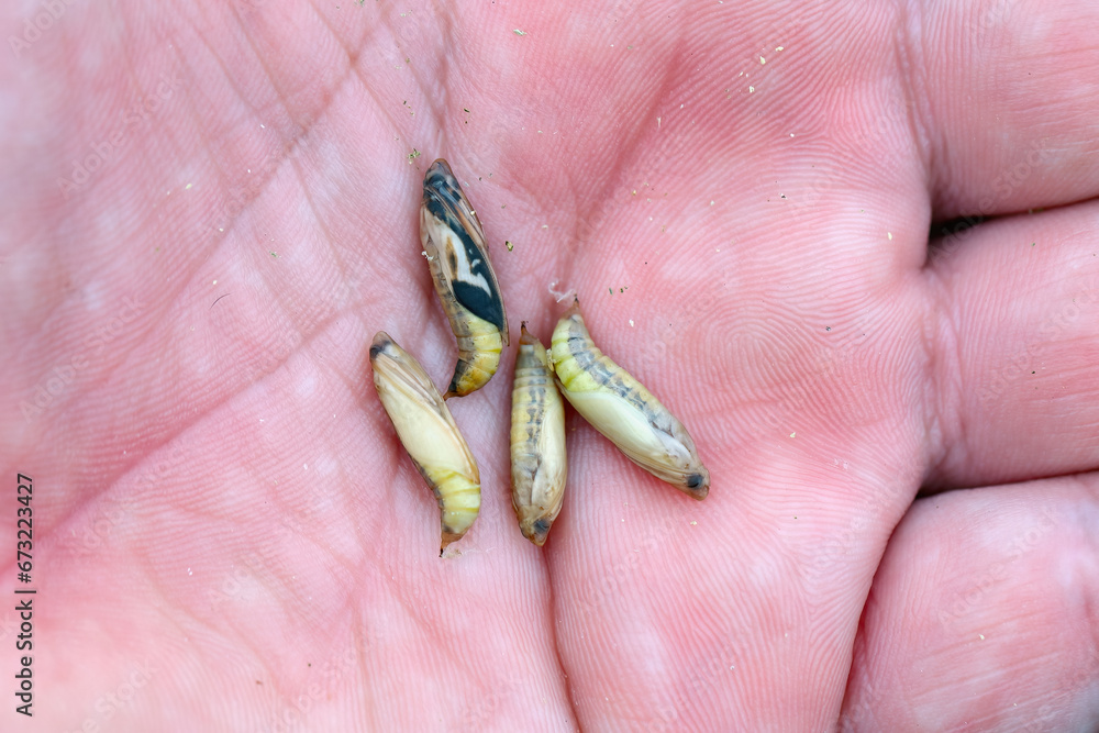 Pupa of the box tree moth - Cydalima perspectalis in nature. It is an ...