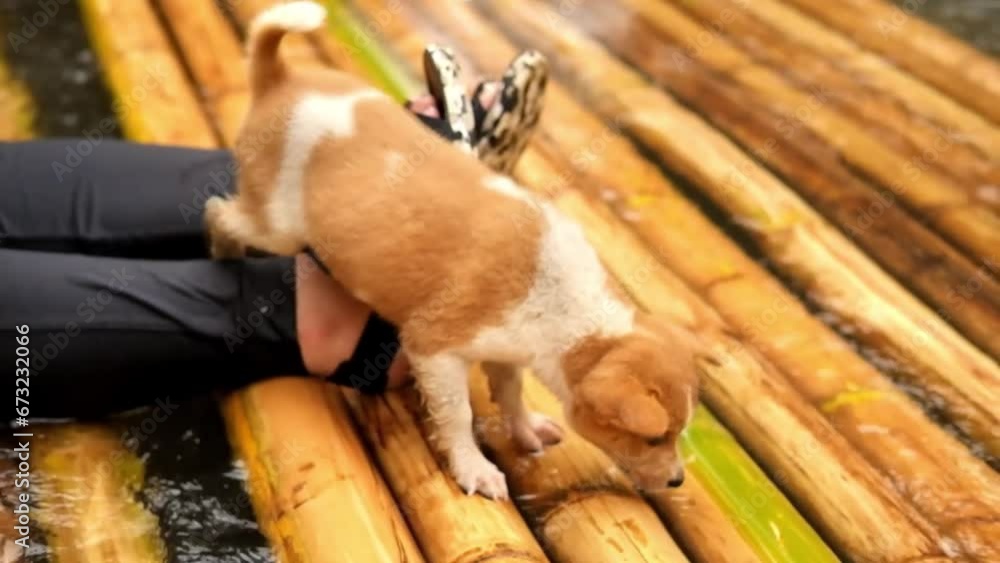 Puppy dog on a bamboo raft boat and Water ripples in river tropical ...