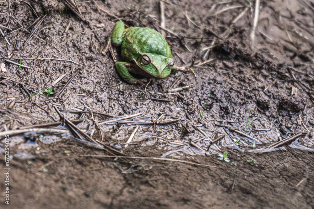 Ranas, Sapos, canto de ranas sapos, rana de árbol, árbol, sapo verde ...