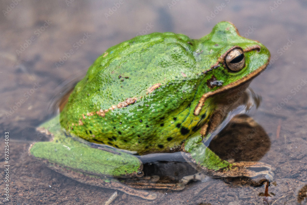 Ranas, Sapos, canto de ranas sapos, rana de árbol, árbol, sapo verde ...