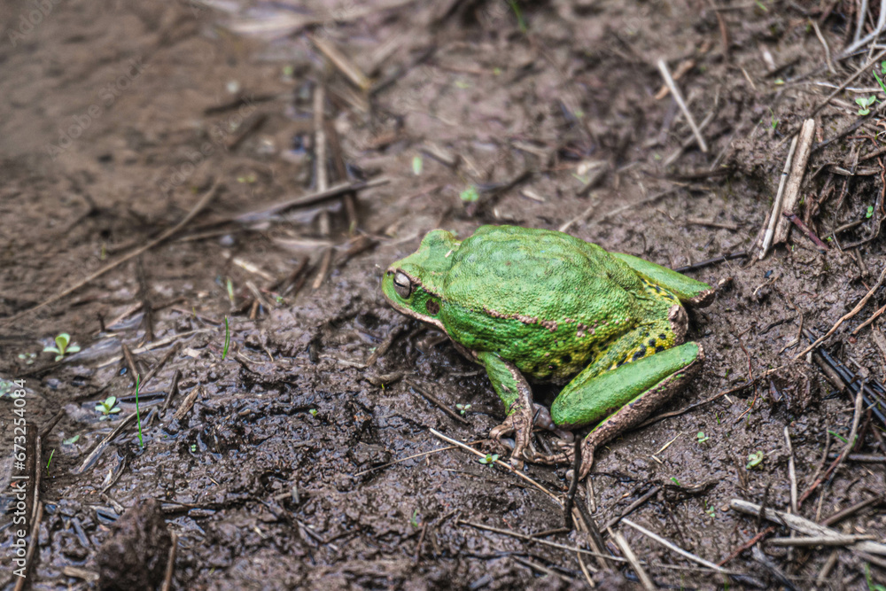 Ranas, Sapos, canto de ranas sapos, rana de árbol, árbol, sapo verde ...