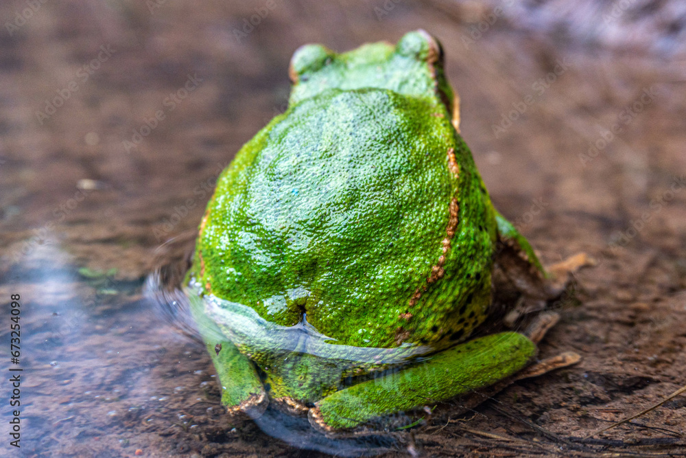 Ranas, Sapos, canto de ranas sapos, rana de árbol, árbol, sapo verde ...