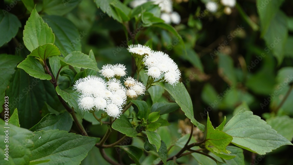 flowers of Ageratina adenophora also known as Maui pamakani, Mexican ...
