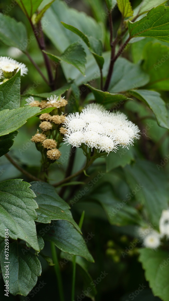 flowers of Ageratina adenophora also known as Maui pamakani, Mexican ...
