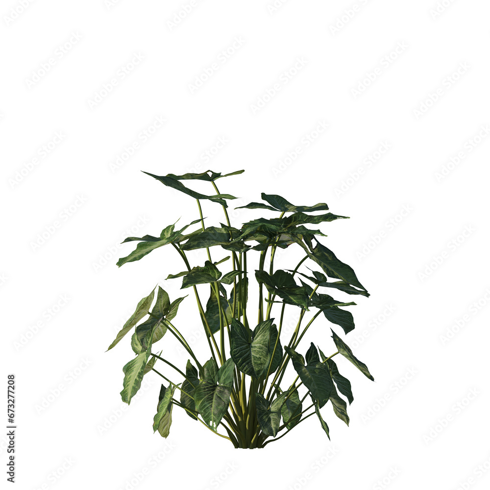 Syngonium podophyllum, arrowhead plant, arrowhead vine, arrowhead ...