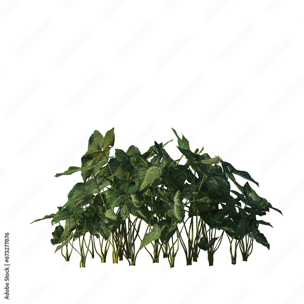Syngonium podophyllum, arrowhead plant, arrowhead vine, arrowhead ...