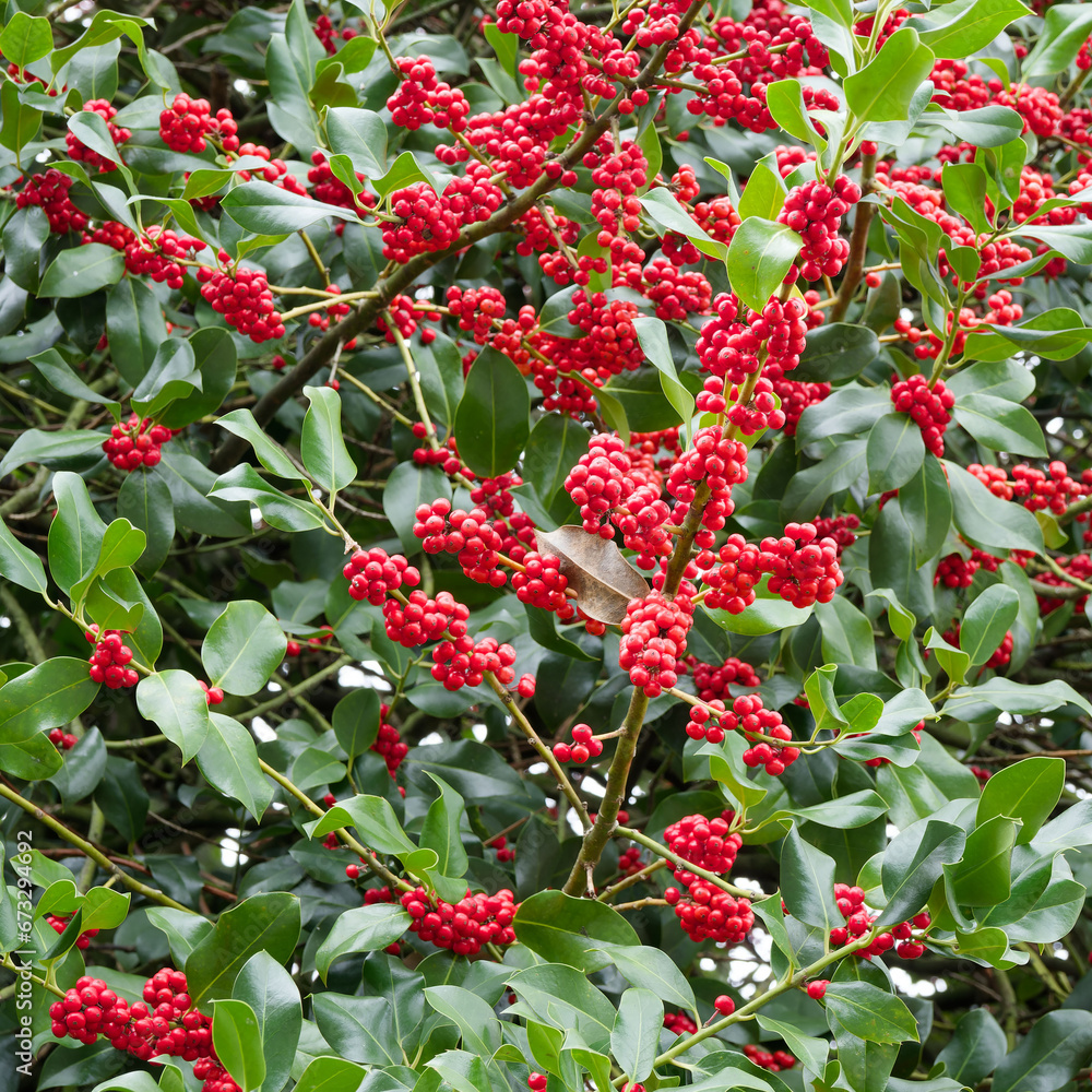 (Ilex aquifolium) Houx commun, arbuste décoratif planté pour son ...