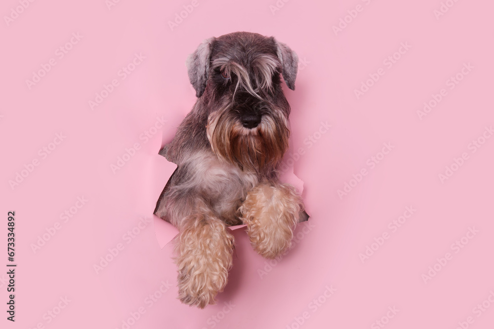 Miniature schnauzer puppy peeking through torn pink paper. Pet through ...
