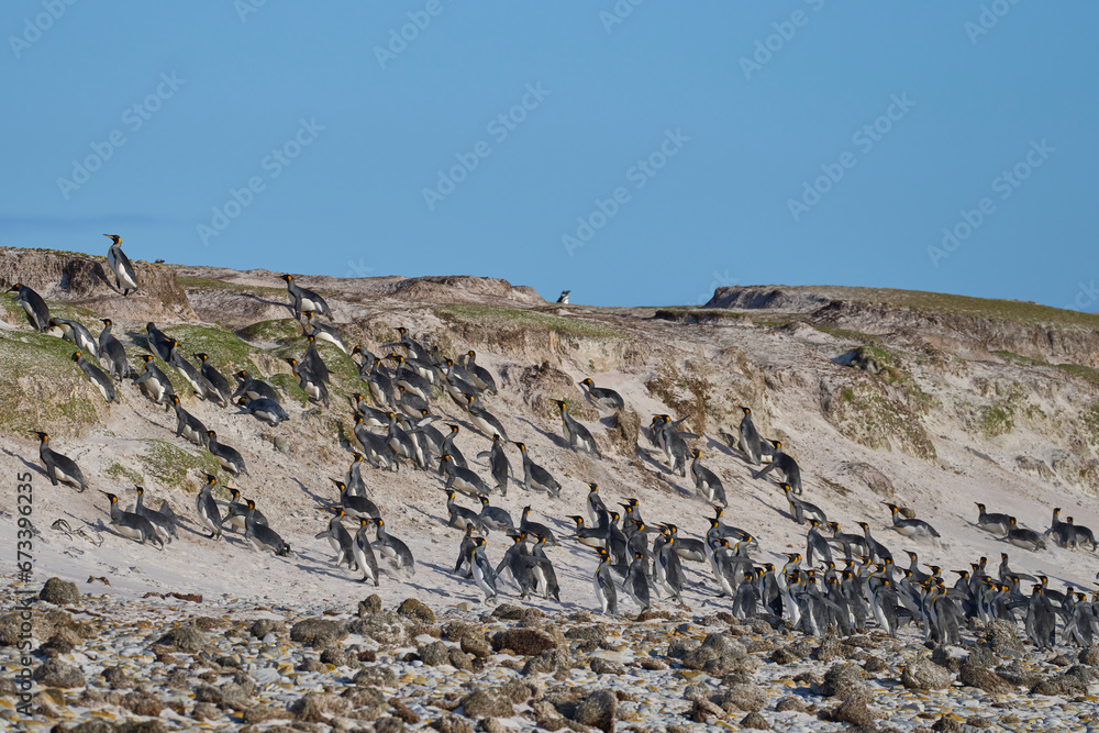 Large group of King Penguins (Aptenodytes patagonicus) flee for safety ...