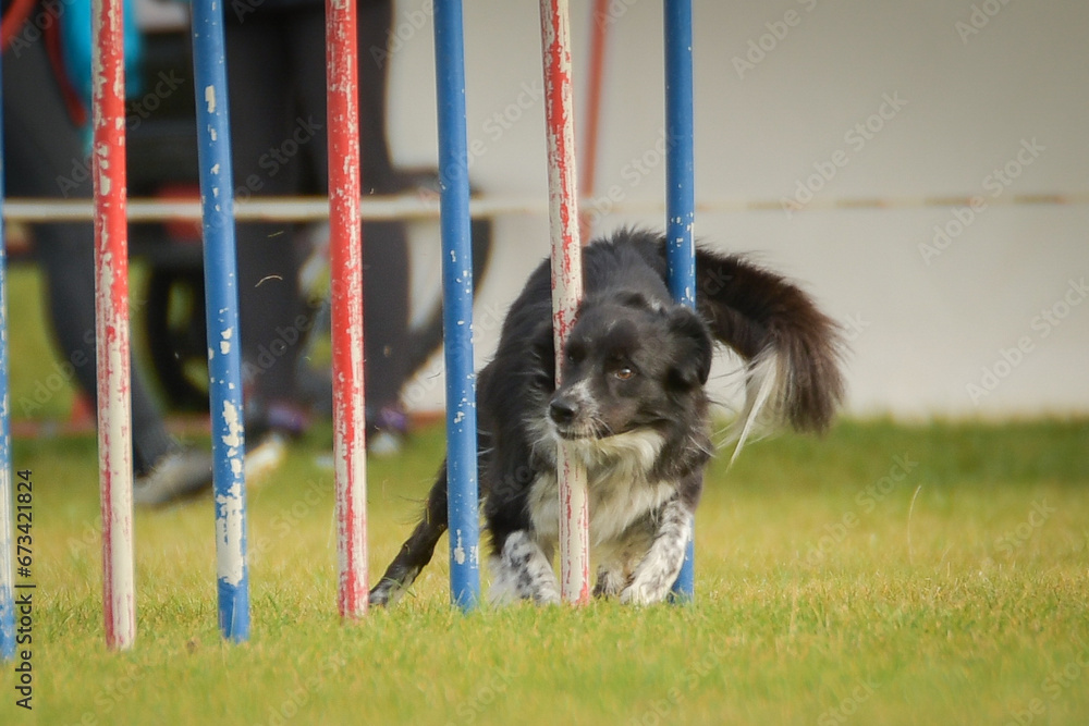 Dog is running slalom on his agility training on agility summer camp ...