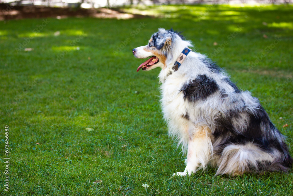 Australian shepherd dog is lying relaxing on a green grass lawn in city ...