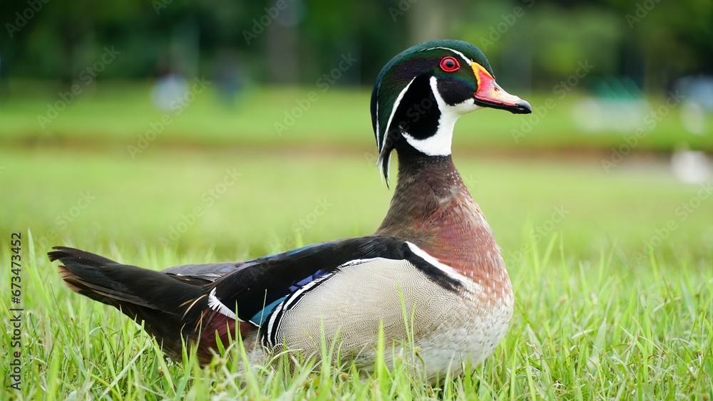 Pato-carolino, espécie de pato anatídeo. Natural da América do Norte ...