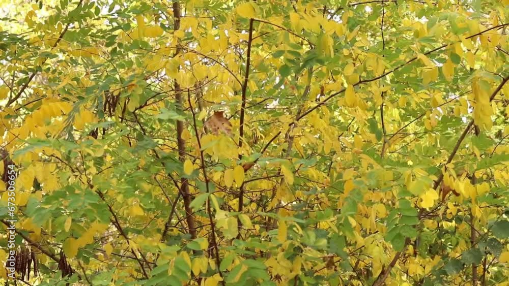 Black locust (Robinia pseudoacacia) tree with yellow and green autumn ...