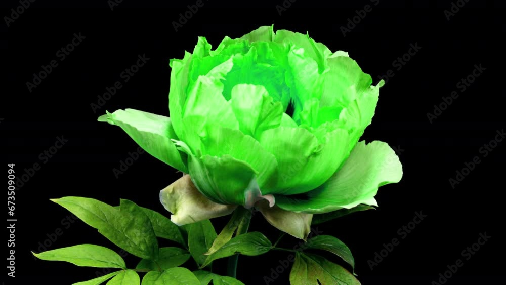 Multicolor Peony Open Flower in Time Lapse on a Leaves and Black ...