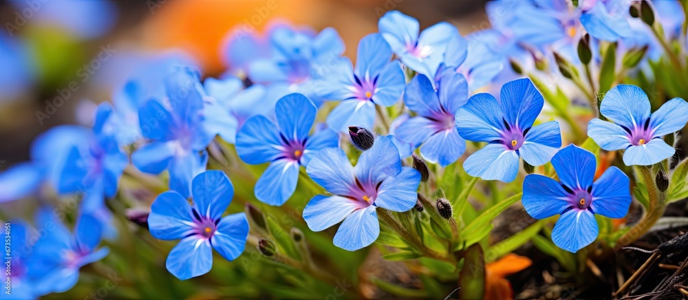 The Blue pimpernel scientifically known as Anagallis arvensis is a type ...