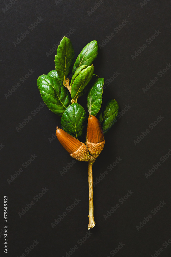 Coast live oak branch with acorns and green leaves, close-up isolated ...
