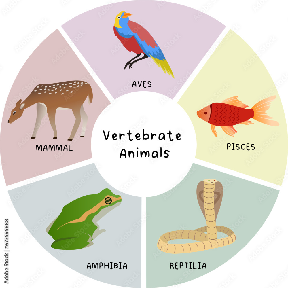 Poster Vertebrates Animals Classifications diagram vector illustration ...