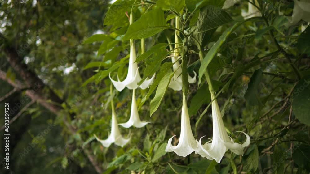 Brugmansia tree White Angel Trumpet Blooms, 4K, Northern Thailand ...
