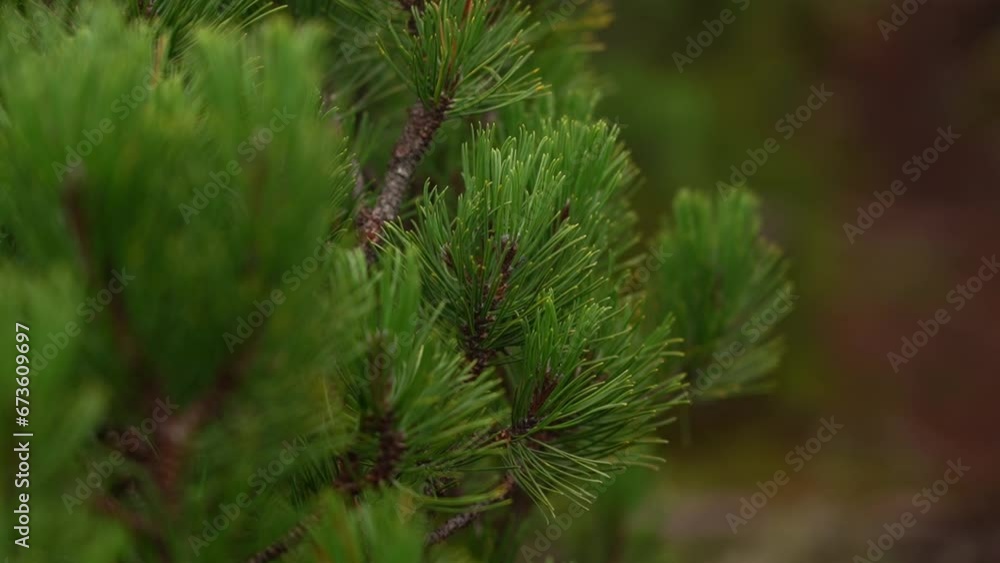 Vidéo Stock Dwarf mountain pine (Pinus mugo) forest on the high ...