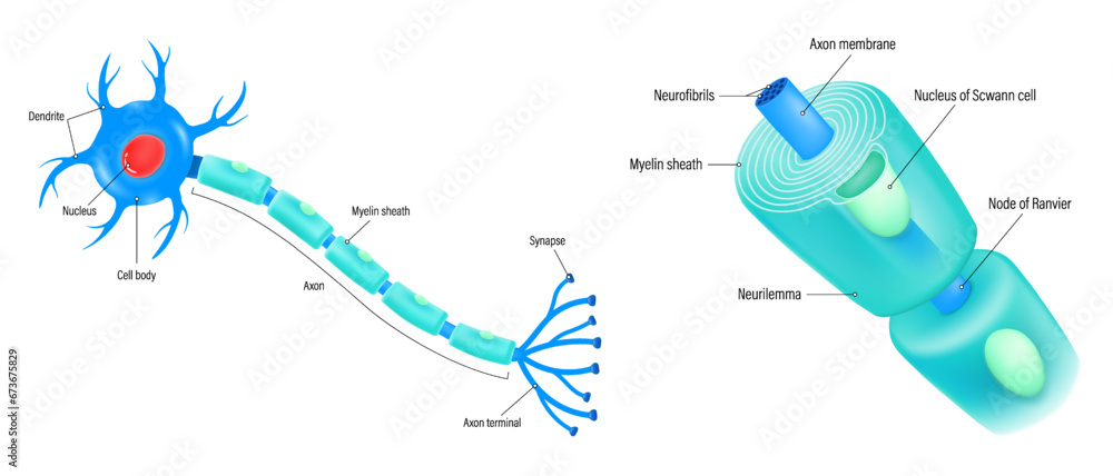 Neuron And Components Of The Myelin Sheath Vector Anatomy Of A Typical Human Neuron Cell Body
