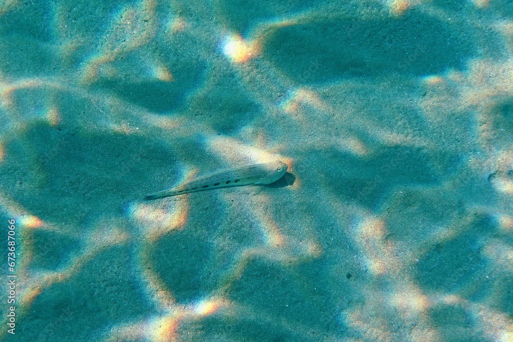 Starry weever (Trachinus radiatus), venomous fish on the sandy seabed ...