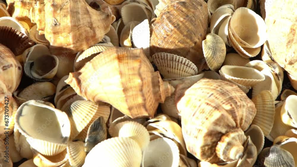 Sea shells on the beach. Summer background. Rapan conch shell top view ...