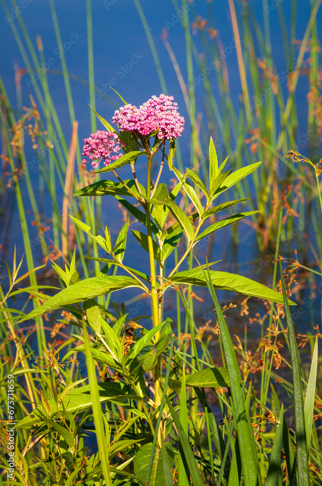 Quaker Lake at Allegany State Park in New York State Stock Photo ...