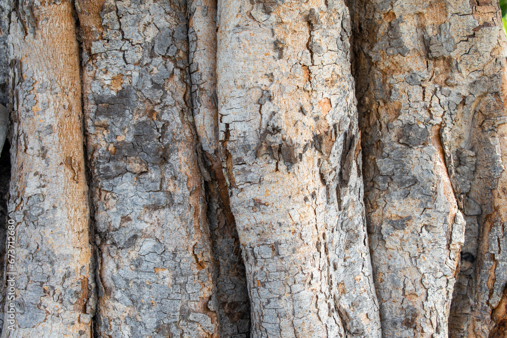 Beautiful texture and color of the bark on the trunk of an old ficus ...